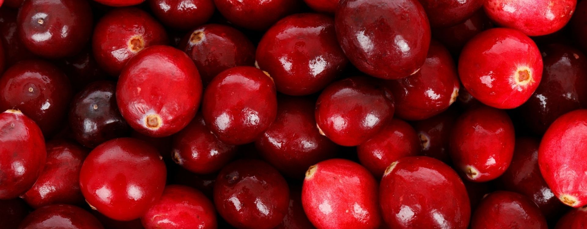 Quelles sont les vertus de la Cranberry
