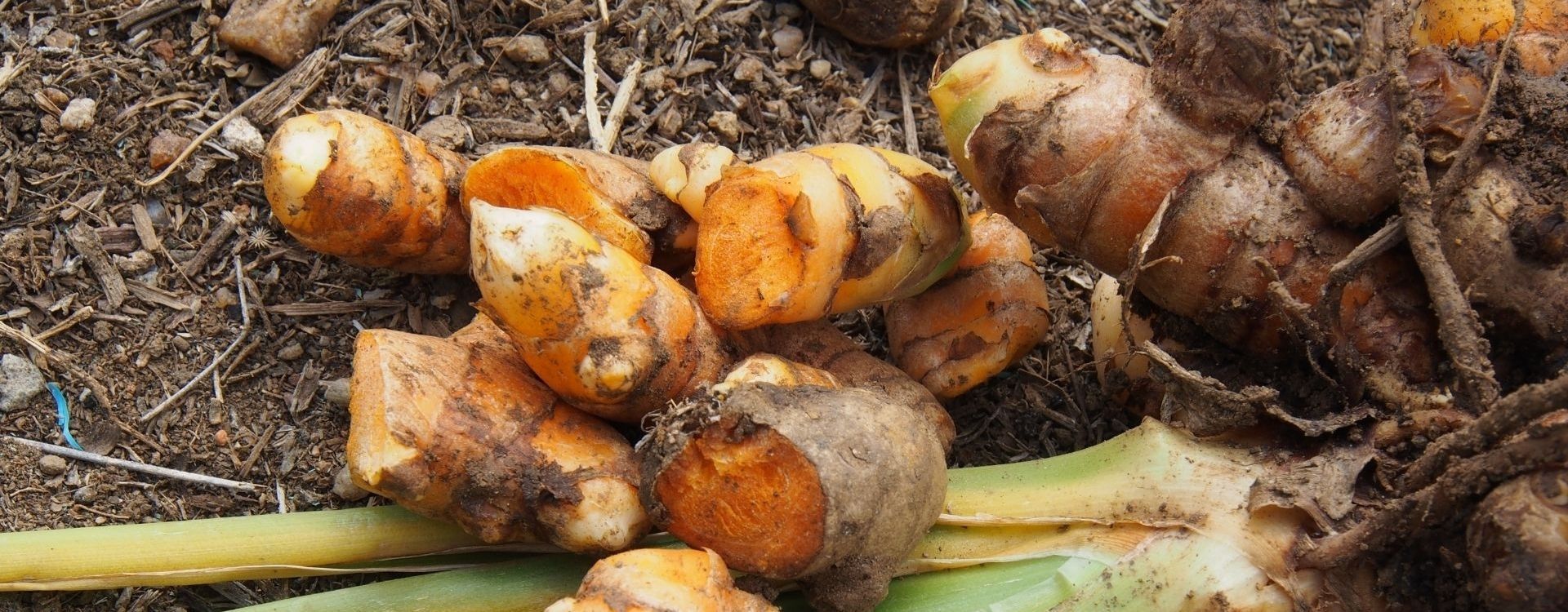 Le curcuma : bienfaits, comment le consommer ? - Dietaroma