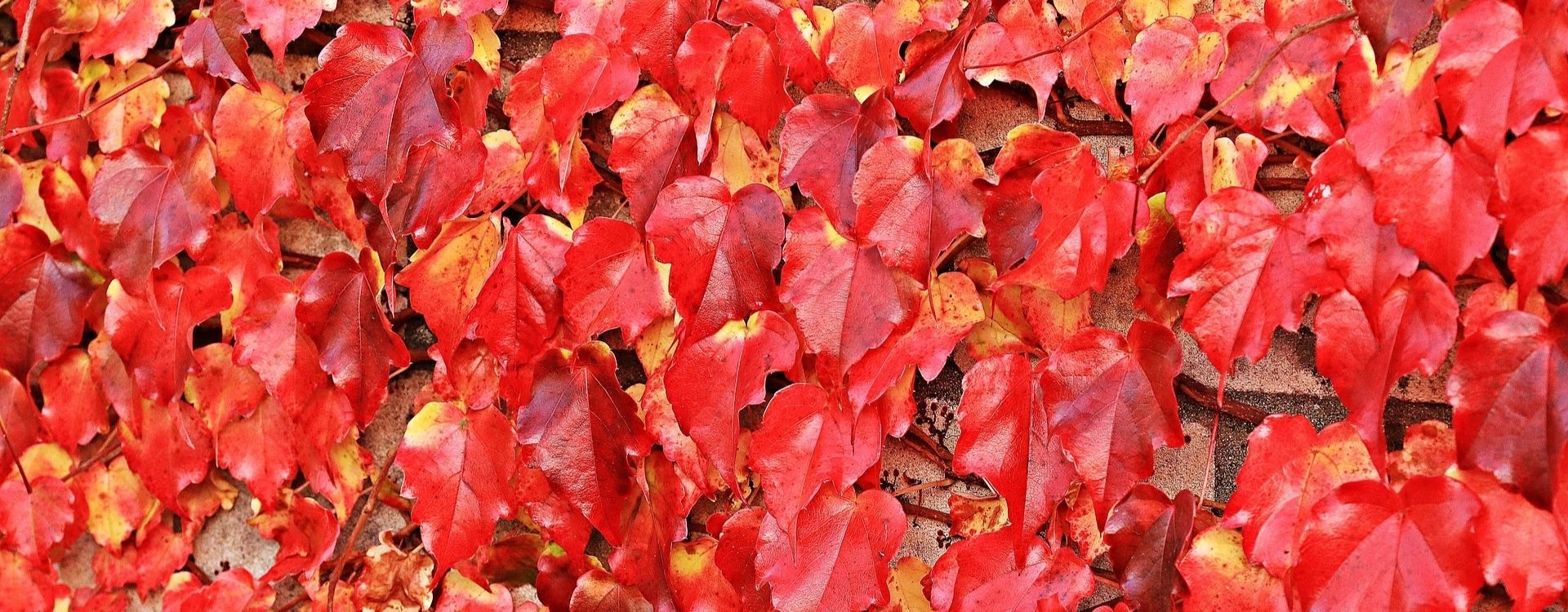 Les bienfaits de la vigne rouge en phytothérapie